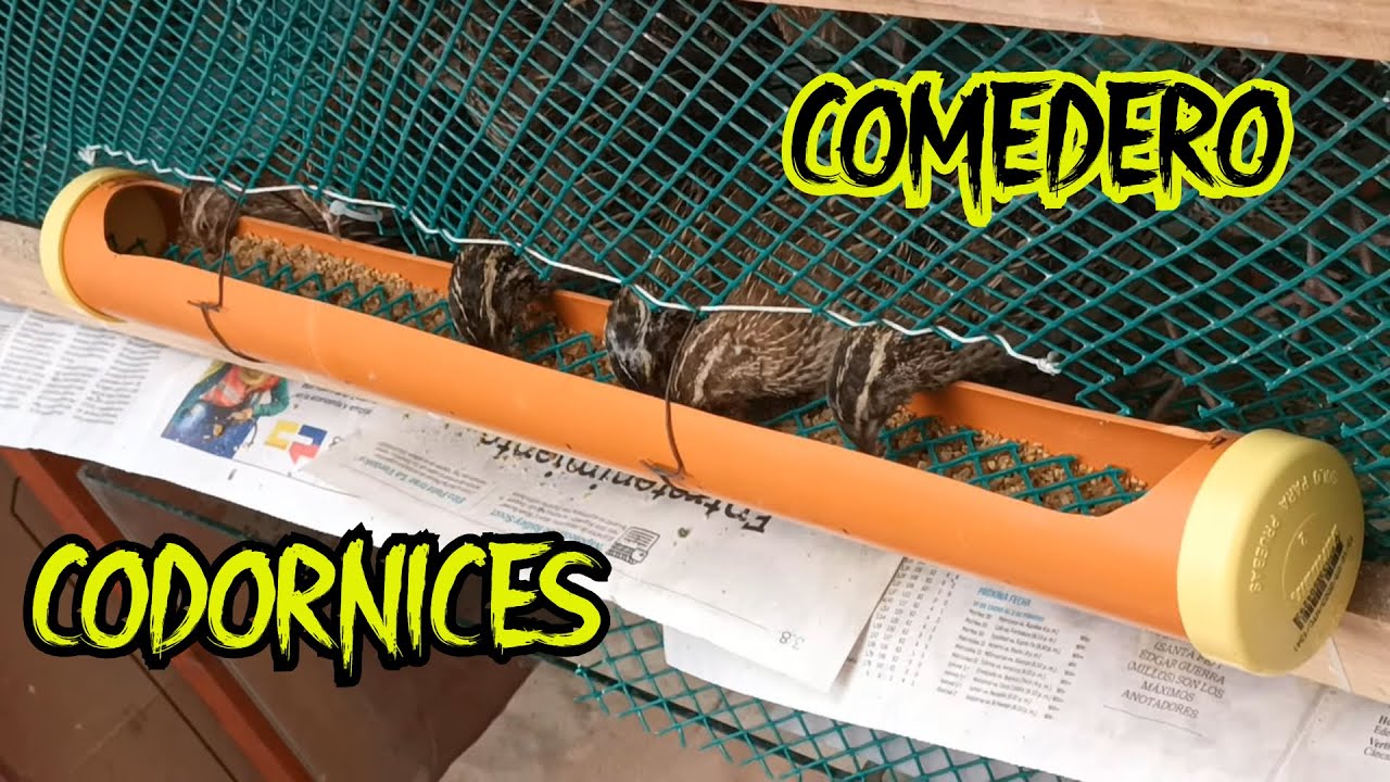 Como Hacer Un Comedero Para Codornices 🦃 ó Gallinas 🐔 Baratisimo 😉👍 ...