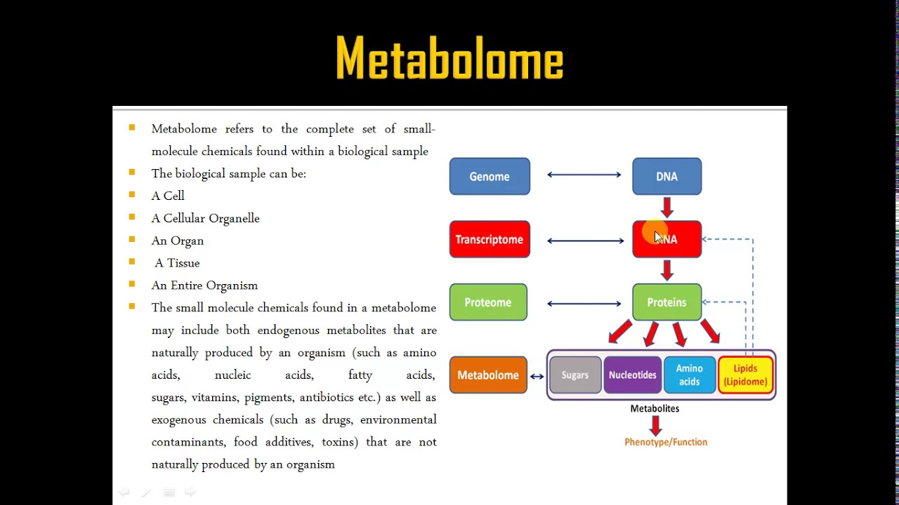 Metabolomics - YouTube