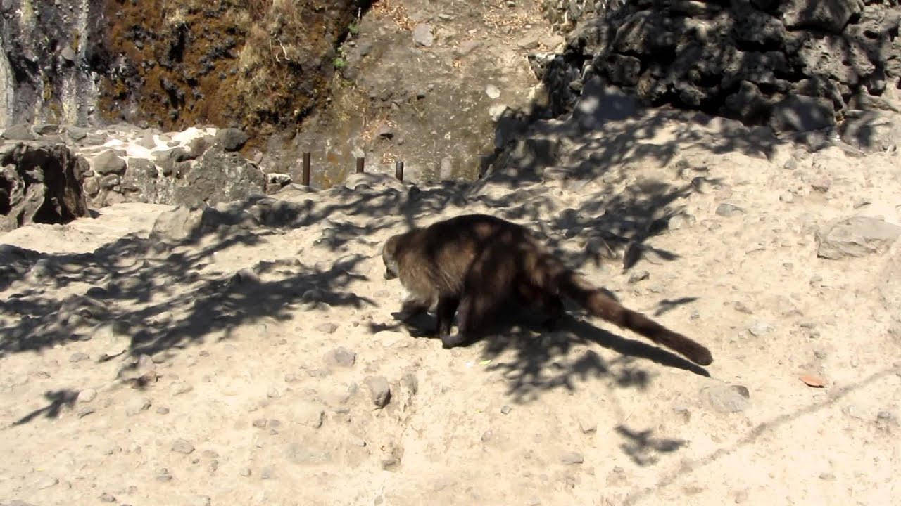 TEJON TEPOZTLAN PUEBLO MAGICO TEPOZTECO MORELOS MEXICO 1 FEBRERO 2013 ...