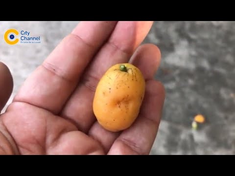 INICIA TEMPORADA DE LA FRUTA DEL JOBITO - YouTube