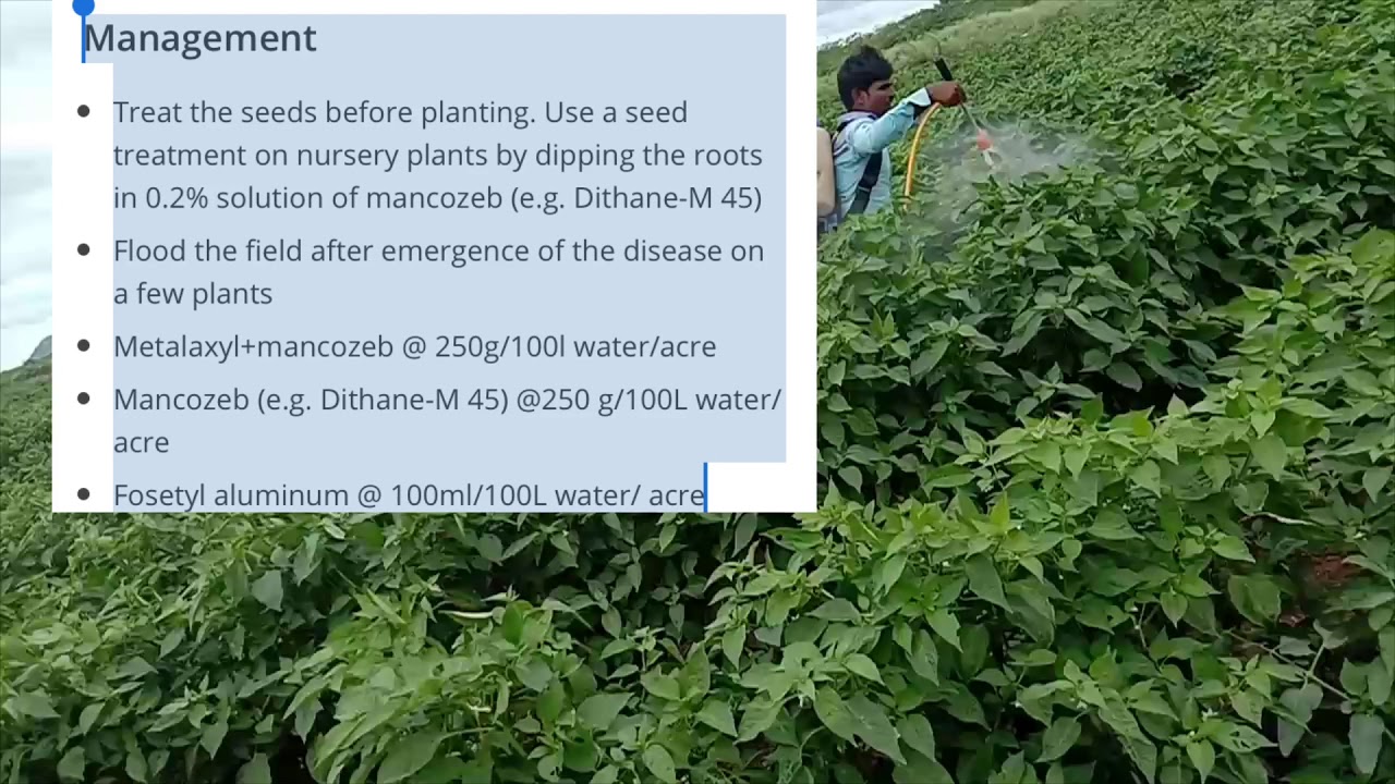 How to control fusarium wilt in red or byadigi chilli plant - YouTube