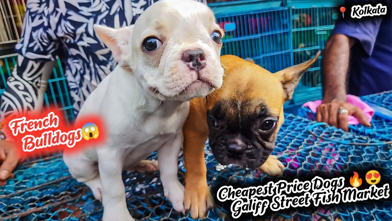 Cheap Price Dog In Kolkata | Gallif Street Pet Market Kolkata | Recent ...