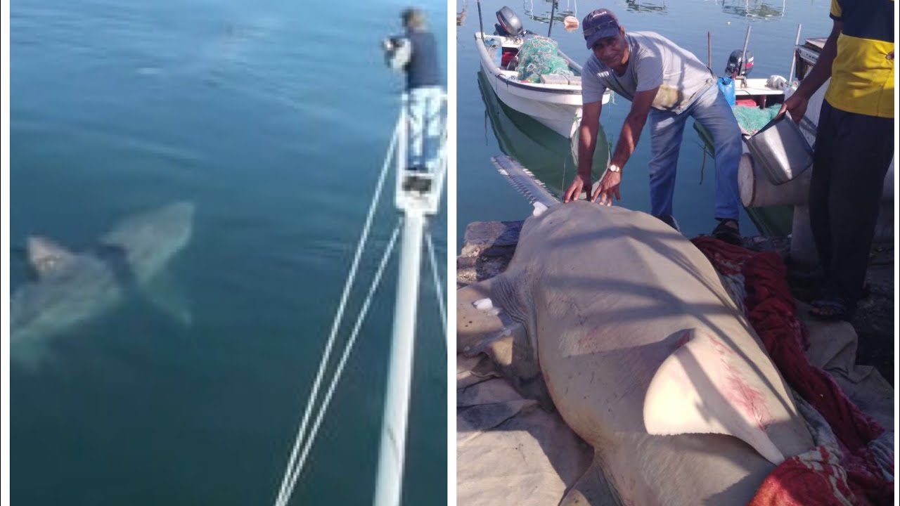 Shark | Whale Shark | Shark Caught In Bahrain - YouTube