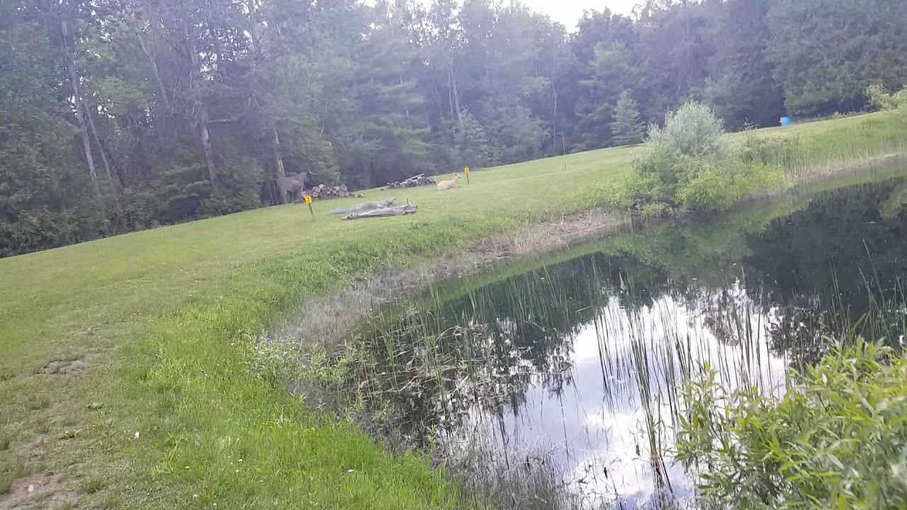 80 yard shot @ 3d moose target. - YouTube