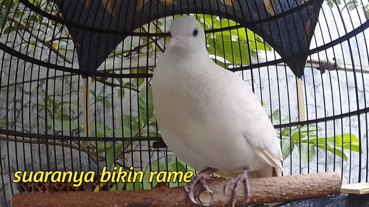 Suara panggilan perkutut putih lurik. - YouTube