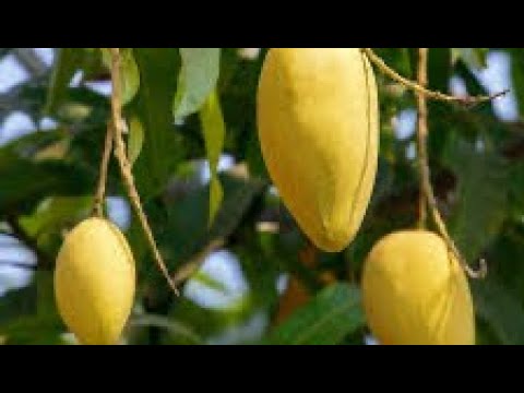Lemon zest mango taste test🥭 - YouTube