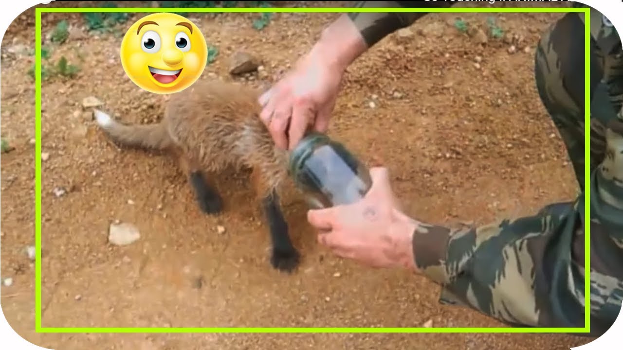 So Touching !! ANIMAL ASKS for people's help - YouTube