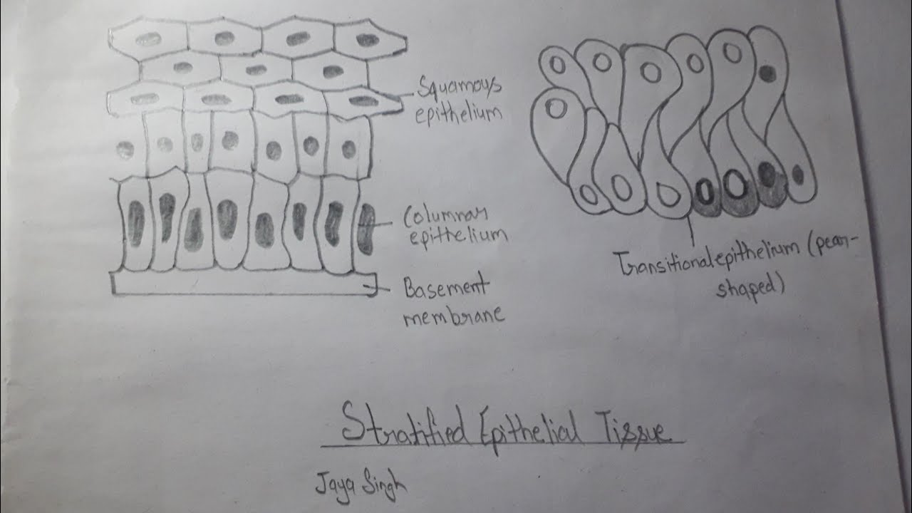 Stratified Epithelial tissue easy way /biology diagram. - YouTube