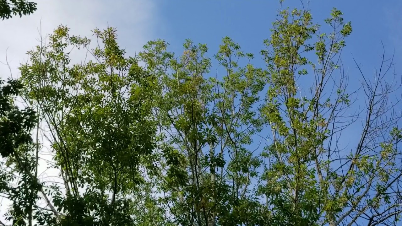 Birds flocking in ash tree. - YouTube