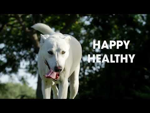 Eating Clean with Burp! Dry Kibble - The Best Everyday Holistic Cat & Dog Food