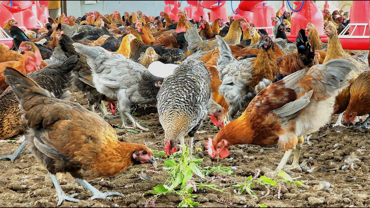 Desi Poultry Marketing - YouTube