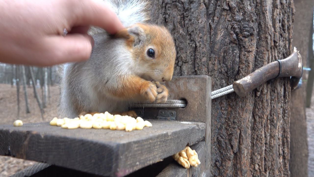 Много белок / Lots of squirrels - YouTube