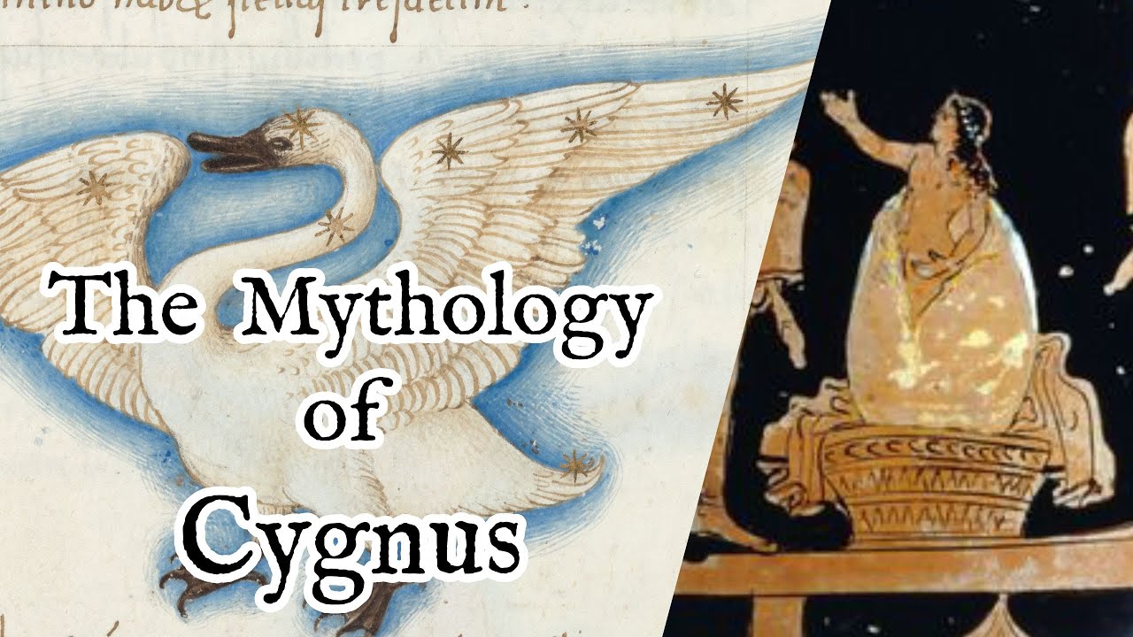 Cygnus The Swan Constellation Myth