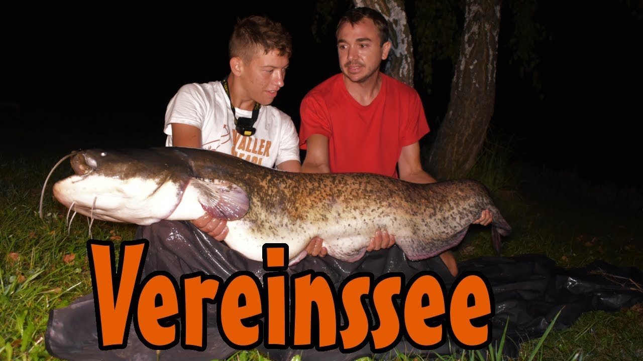 Welsangeln am Vereinssee // Welsfischen in Österreich - YouTube