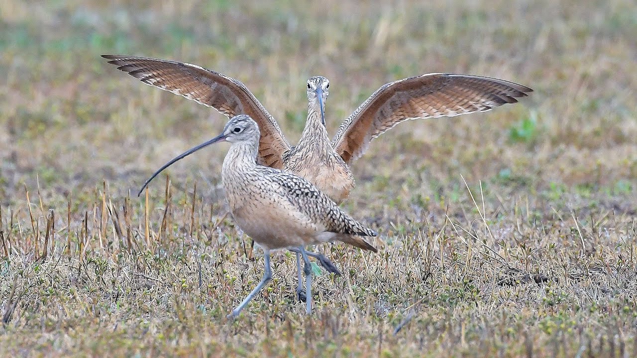 Long-Billed Curlew Study Update 2023 - NDGF - 06-01-2023 - YouTube