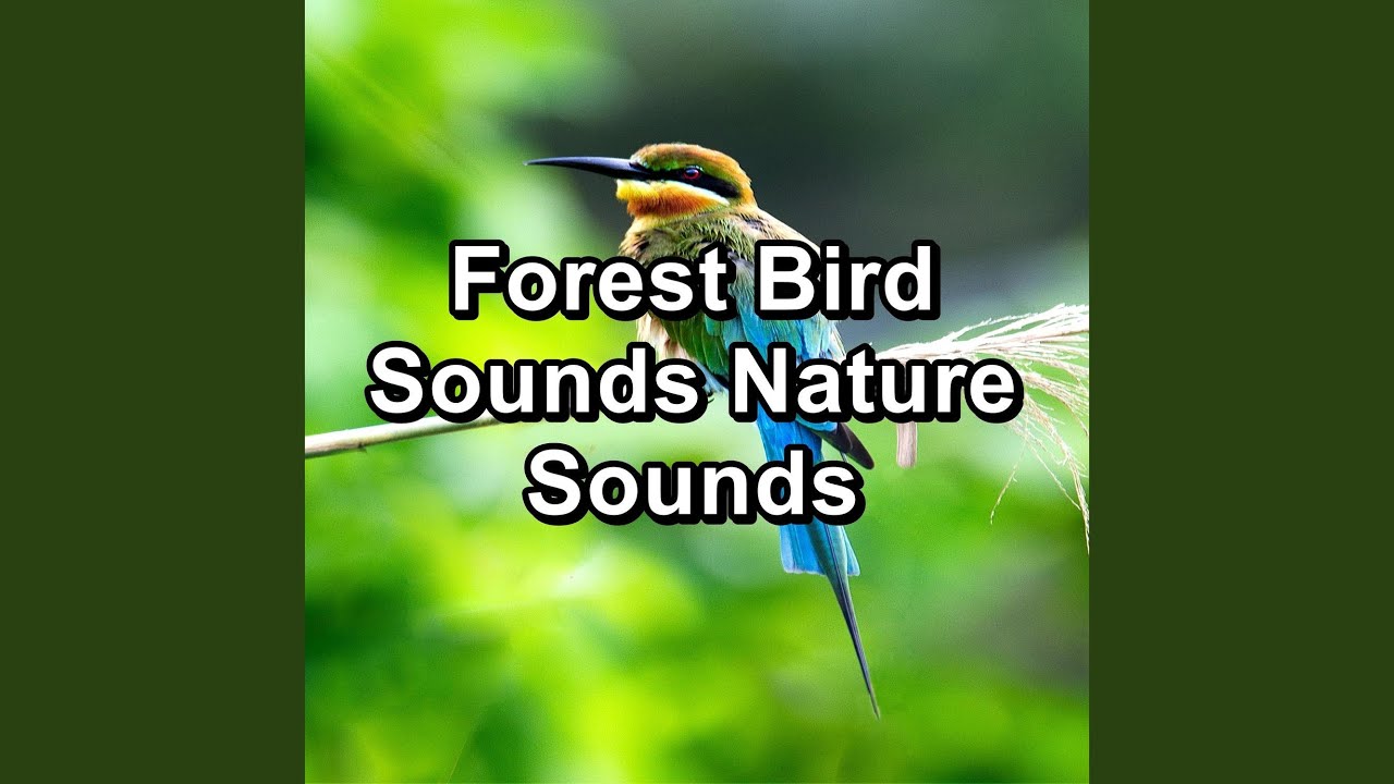 Music from Birds Cozy Day and Night To Loop as Long as you Need - YouTube Music