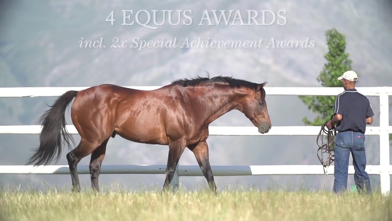 Trippi – Breeding To Win 2018 (Tellytrack) - YouTube