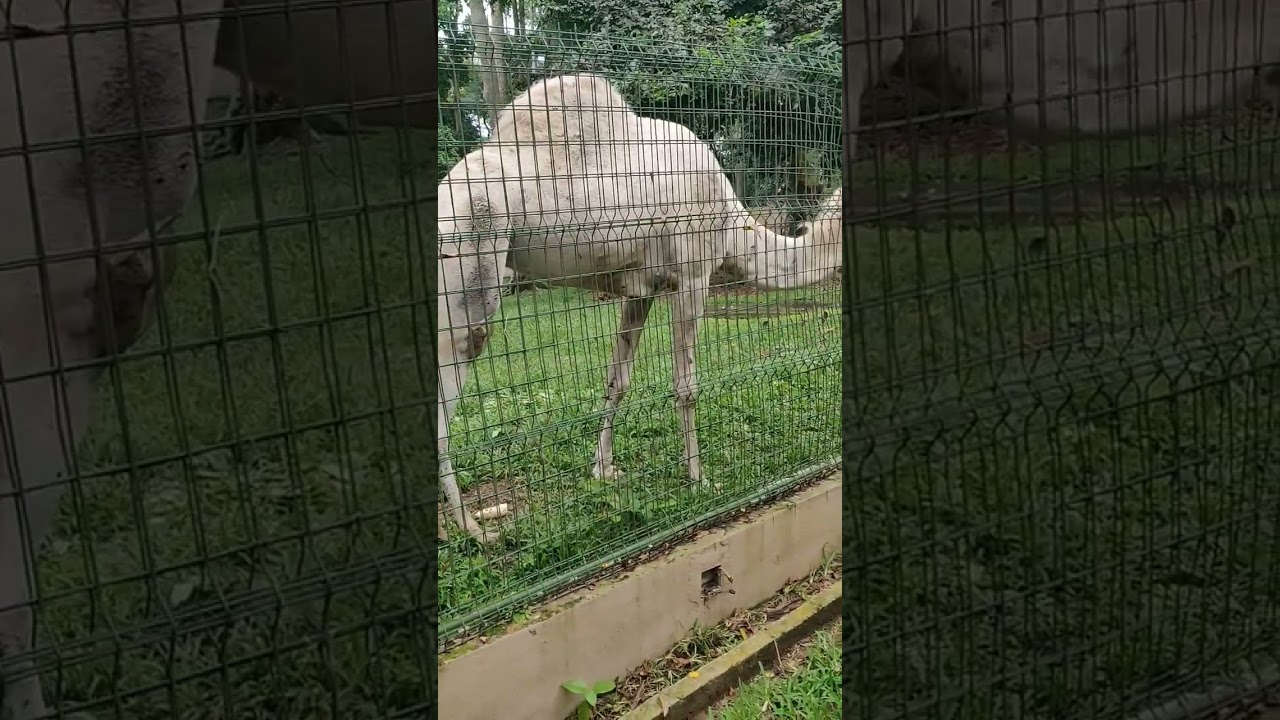 🐪 Camel - YouTube