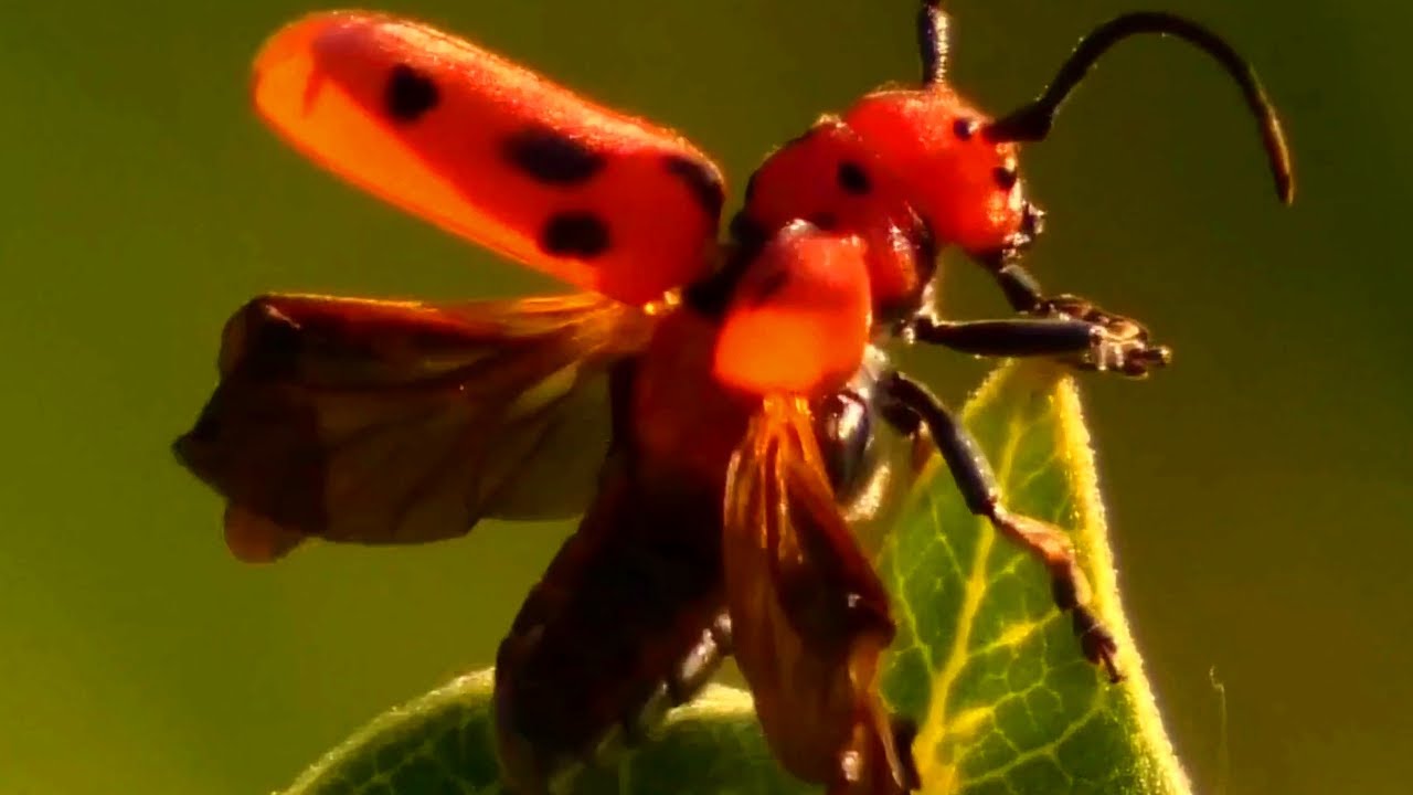 Red milkweed beetle flying, eating leaves | Insect - YouTube