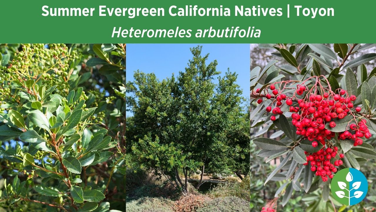 Summer Evergreen California Natives | Toyon - YouTube