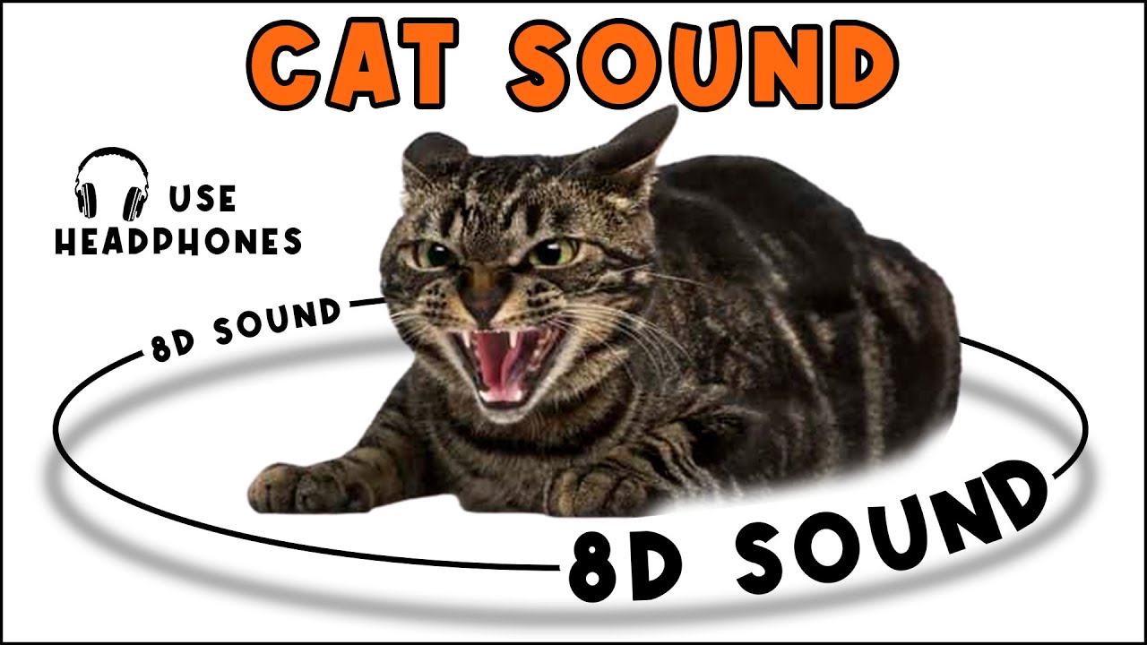 CAT SOUND - CAT SOUND EFFECT - NOISE OF CAT - animal sound - YouTube