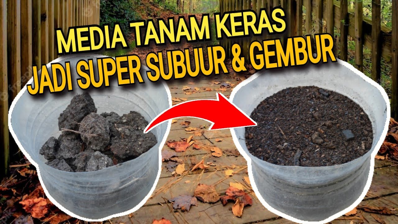 TANAH KERAS SEPERTI BATU JADI SUPER GEMBUR DAN SUBUR HANYA DENGAN INI ⁉ ...