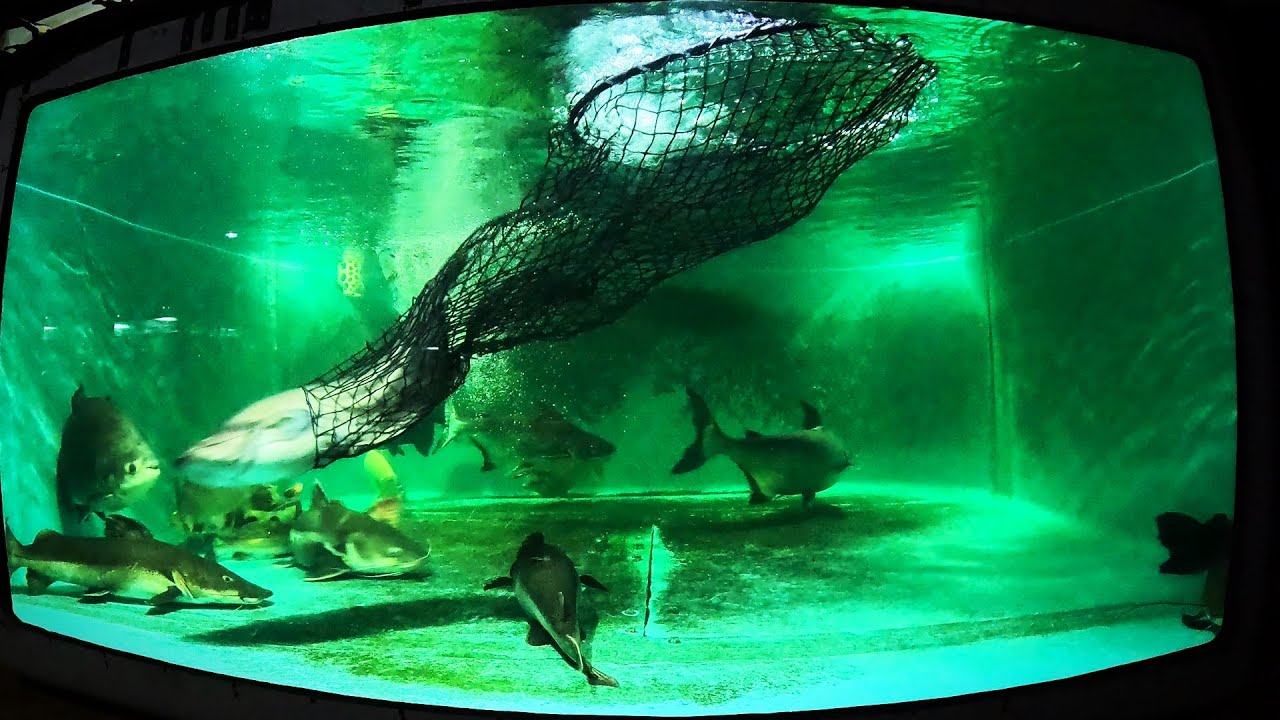 Pacu revolt: Toothster the 3ft 10yo leerii/helicopter catfish has to ...