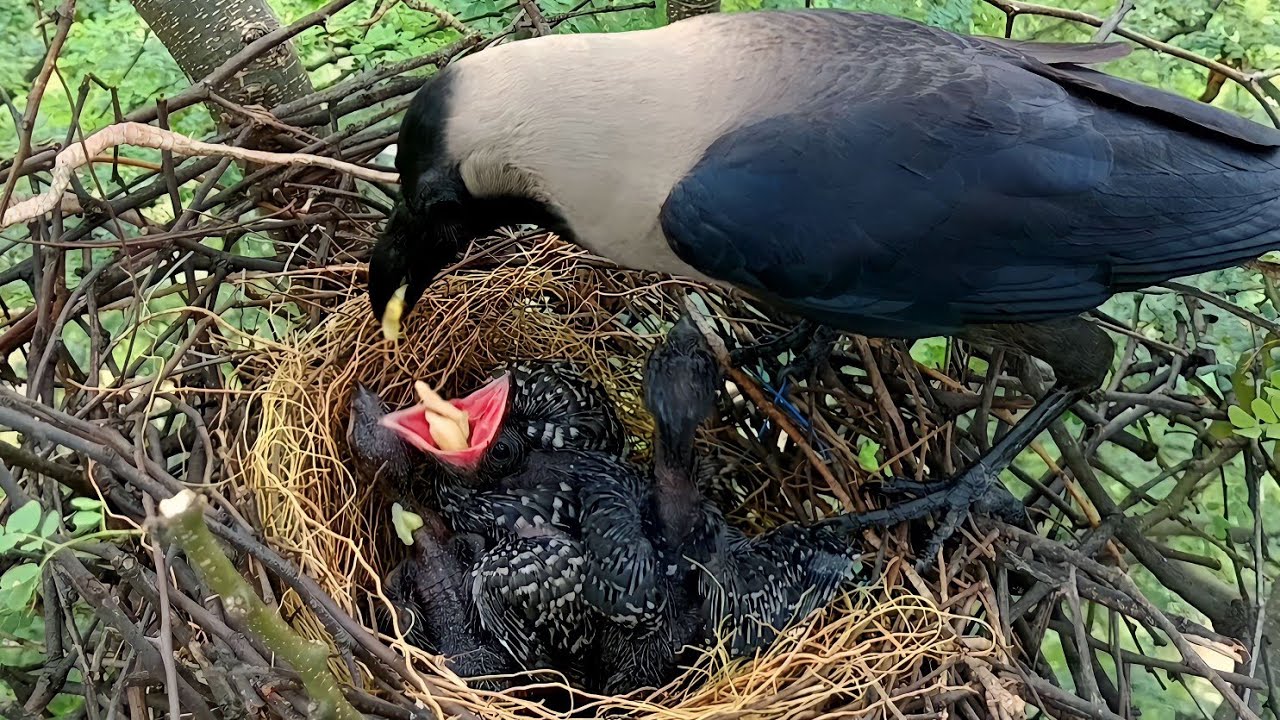 crow feeding rice to babies @beautyofnature4988 - YouTube