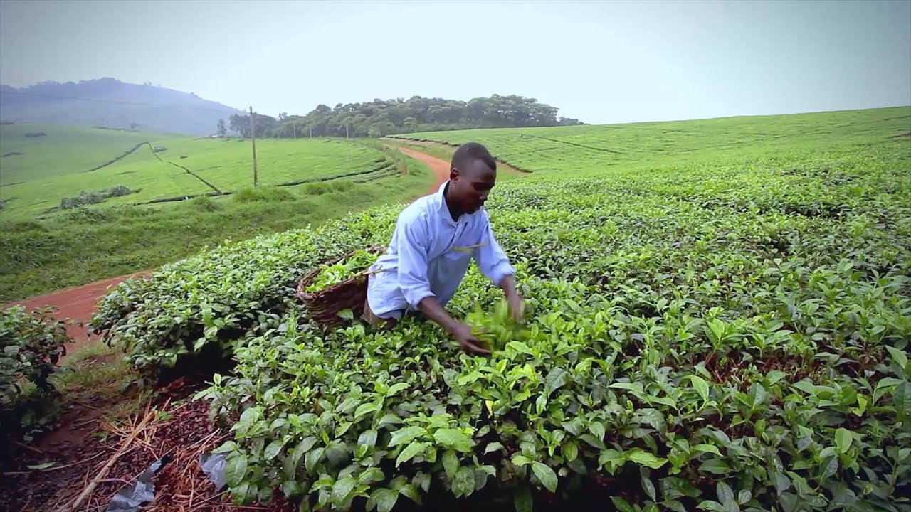 Drip Irrigation In Israel