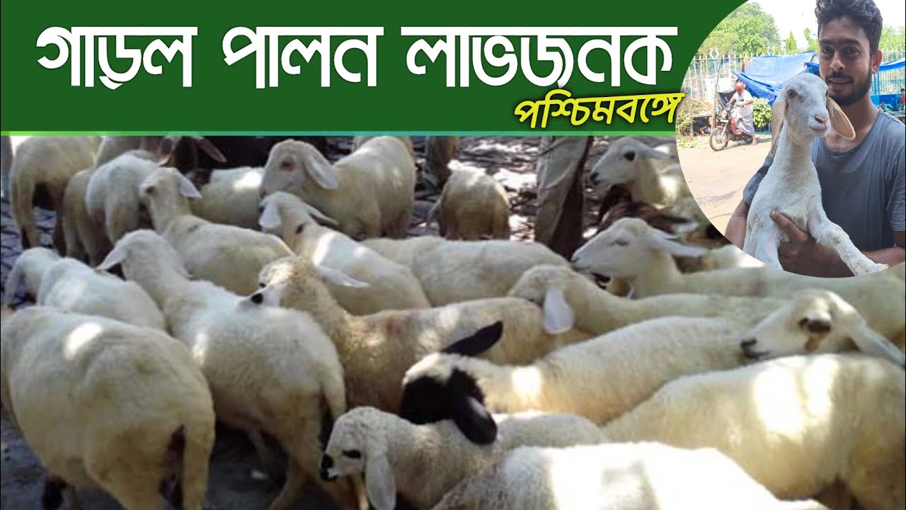 পশ্চিমবঙ্গে গাড়ল পালন লাভজনক ।galore farming sheep farming in west ...