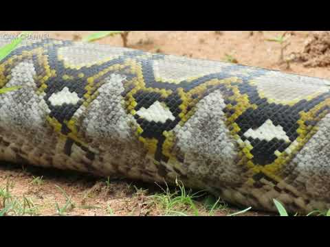 KOCAMAN YILAN ADAMI YUTMAYA ÇALIŞTI