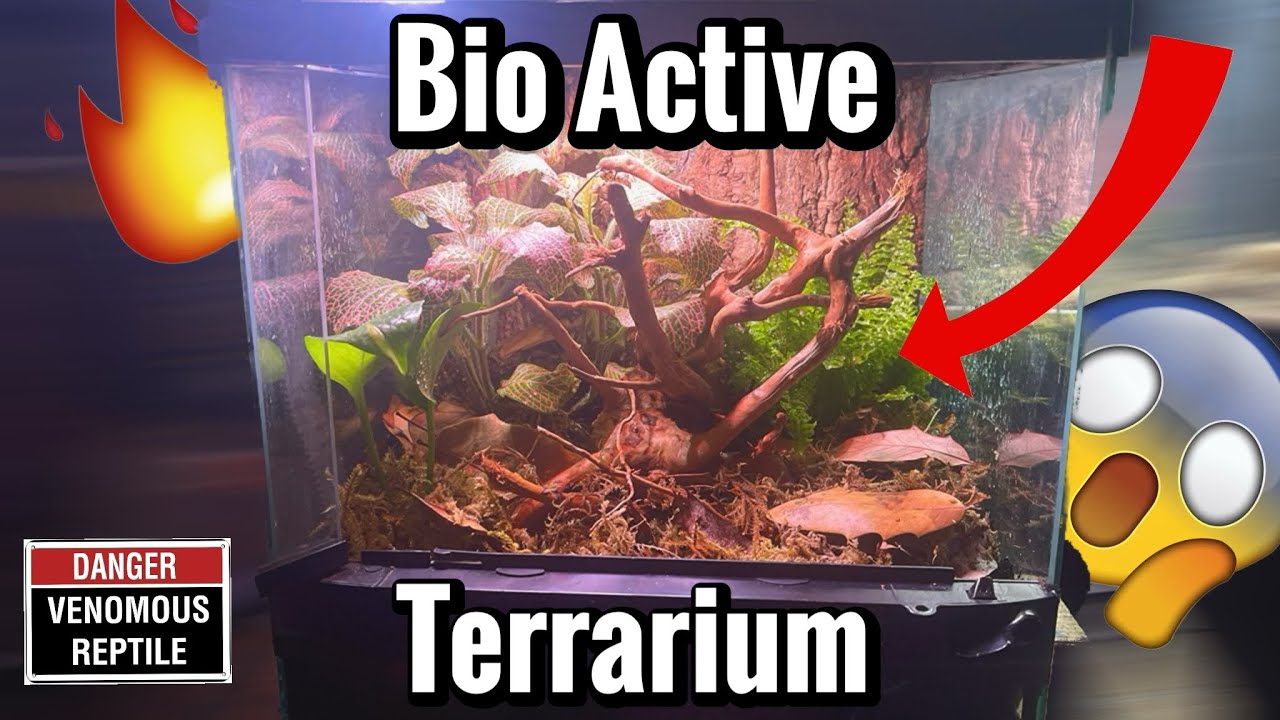 BIOACTIVE TERRARIUM BUILD ( EASIEST BUILD EVER) - YouTube