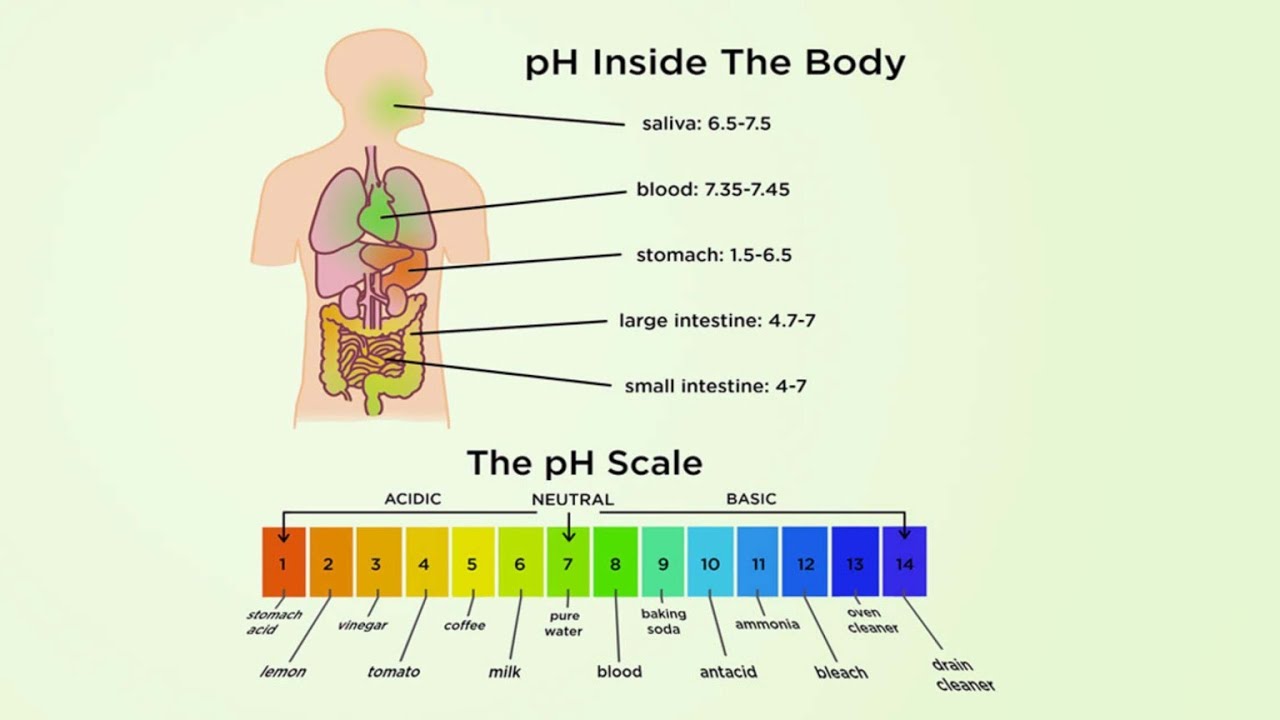 Know more human body pH value了解更多人體酸鹼pH值 (English version) - YouTube