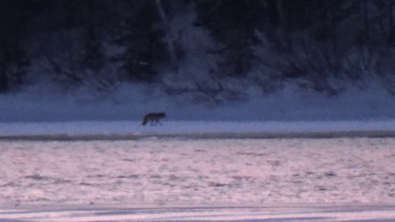 Coywolf, eastern coyote, - YouTube