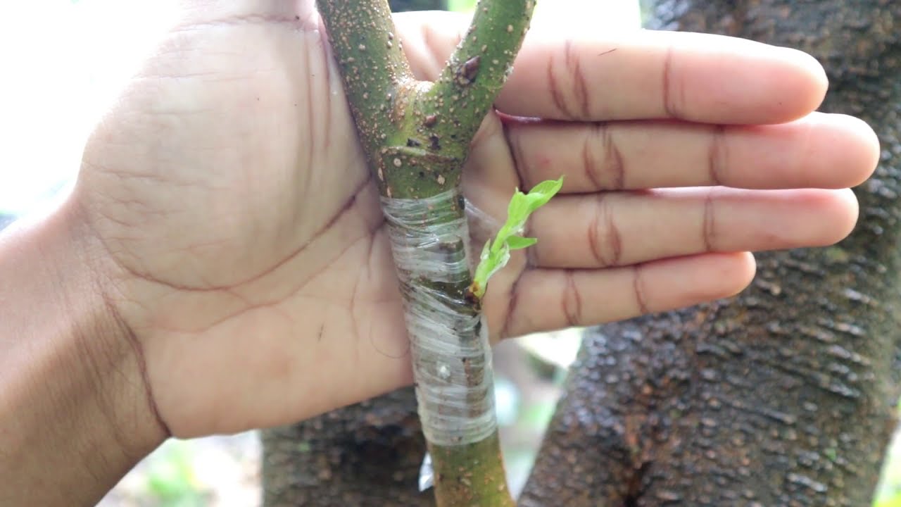 Single Bud Grafting On Fruit Trees With Result - YouTube
