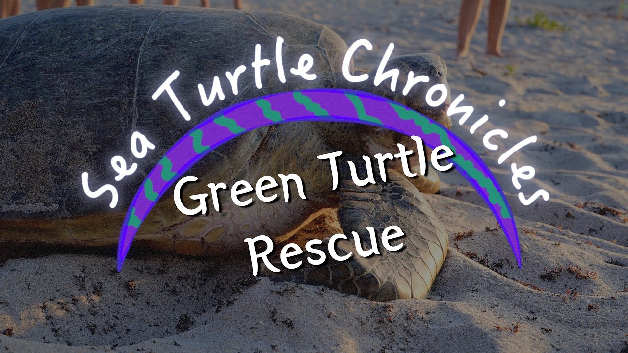 Sea Turtle Chronicles—Green Sea Turtle Rescue - YouTube