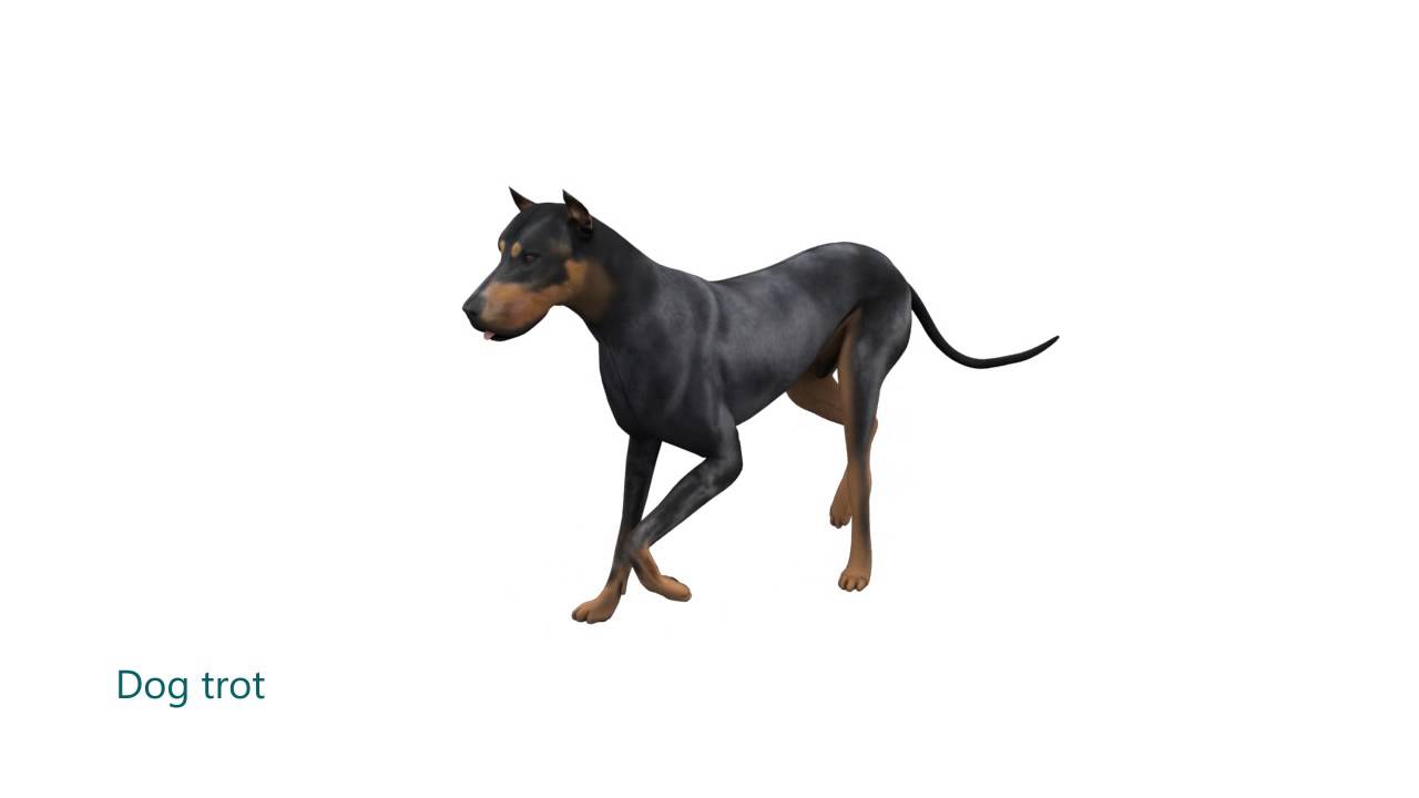 Animation dog walk trot sitting - YouTube