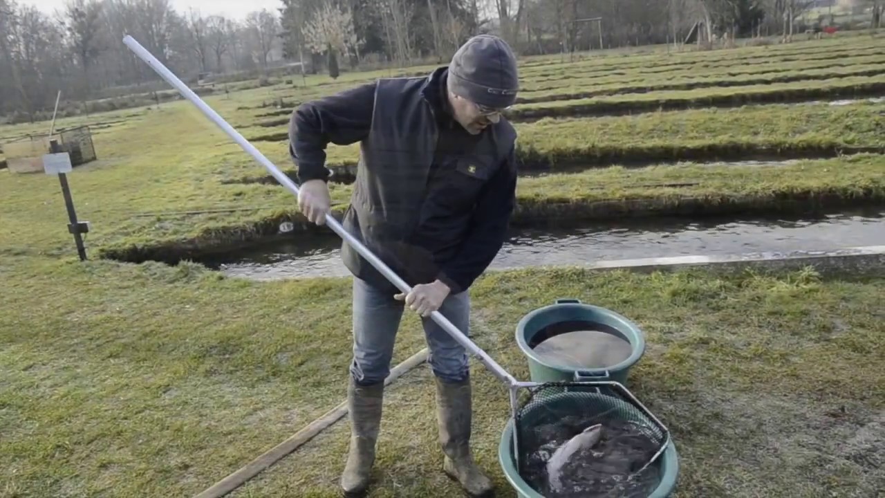 La reproduction des truites à la pisciculture - YouTube