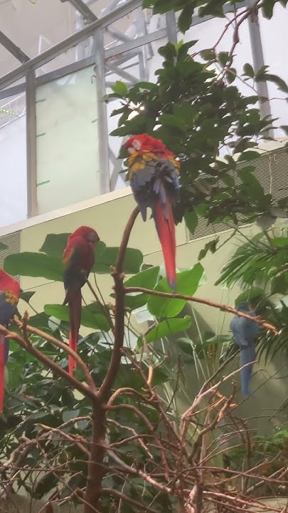 Macaws - YouTube