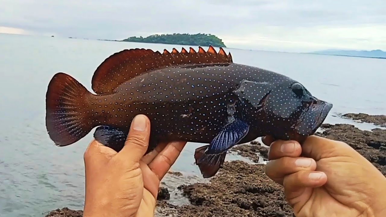 First Catch Grouper / lapu lapu - YouTube