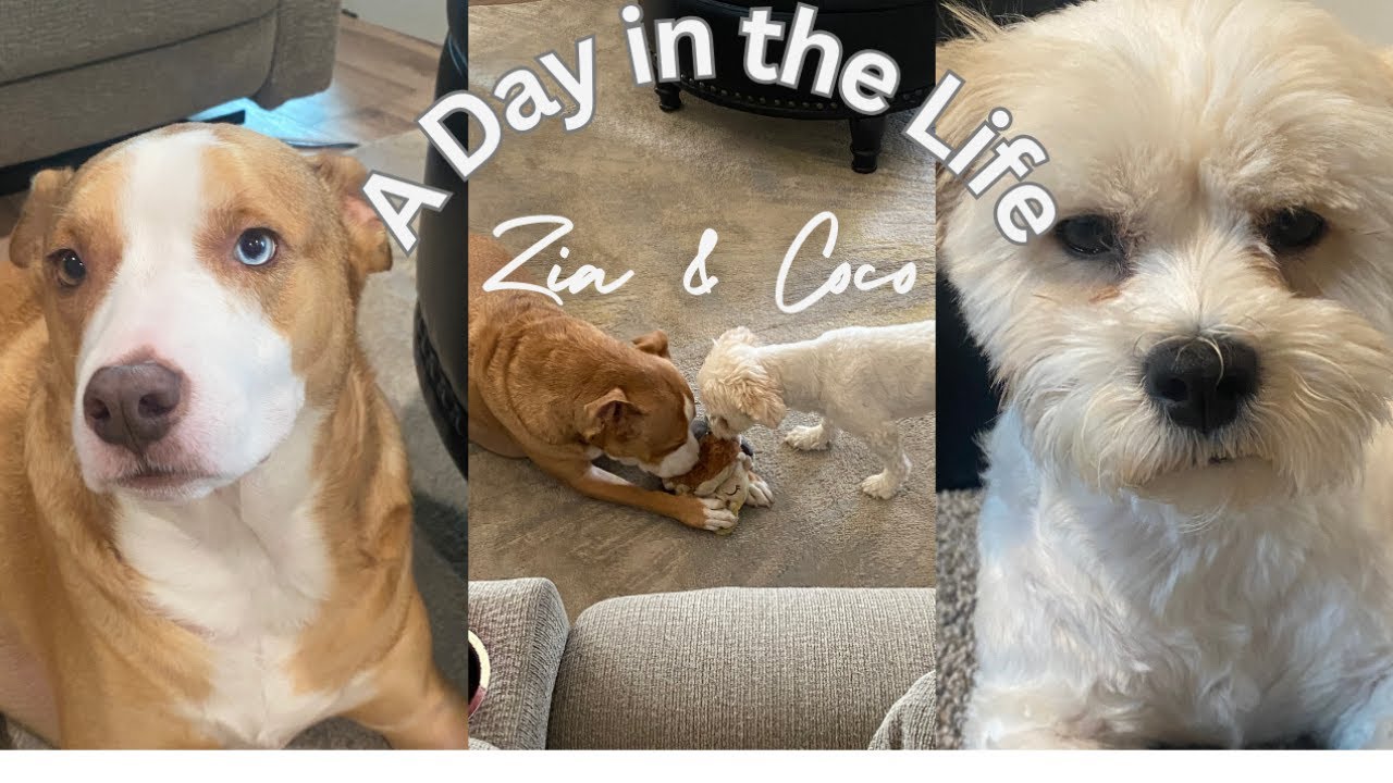 Secrets of Coco and Zia's Day Revealed - YouTube