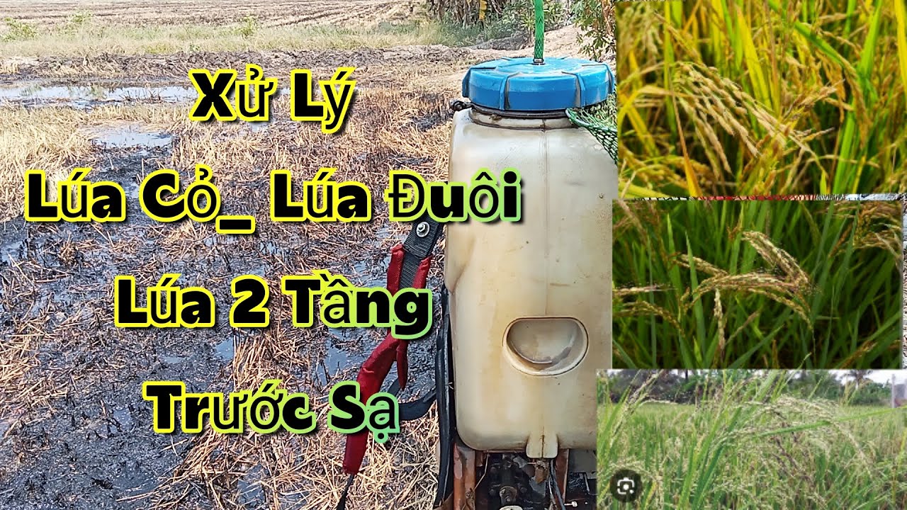 Xử lý lúa cơ, lúa cỏ, lúa đuôi,lúa hai tầng trước sau - How to handle ...