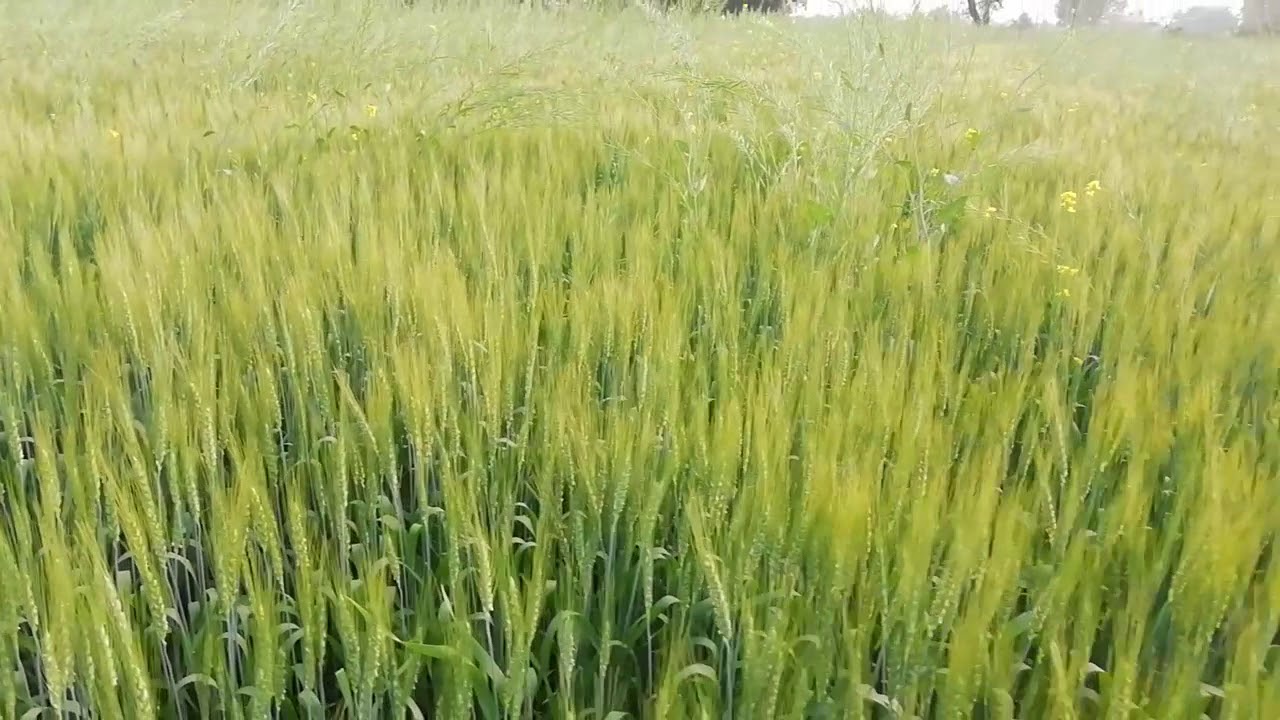 Intercropping system wheat + mustard,nowgao, chhatarpur MP drbps,24th ...