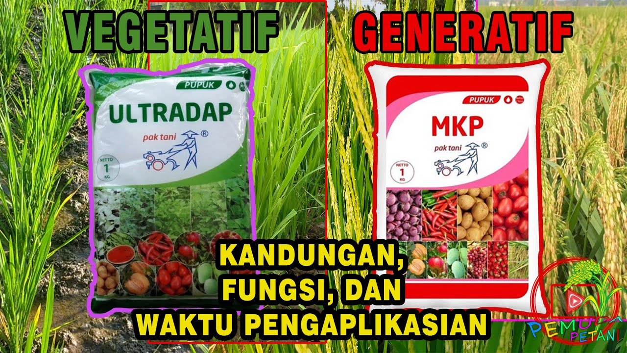 KANDUNGAN DARI PUPUK ULTRADAP DAN MKP - YouTube