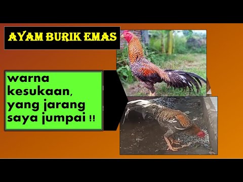 AYAM KAMPUNG JALI JALI EMAS (BURIK EMAS) - YouTube