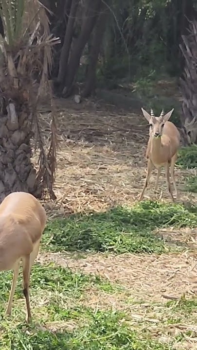 Deer eating grass #deerkids #deer dee #fypviral #wildlife #deer #viralvideo - YouTube