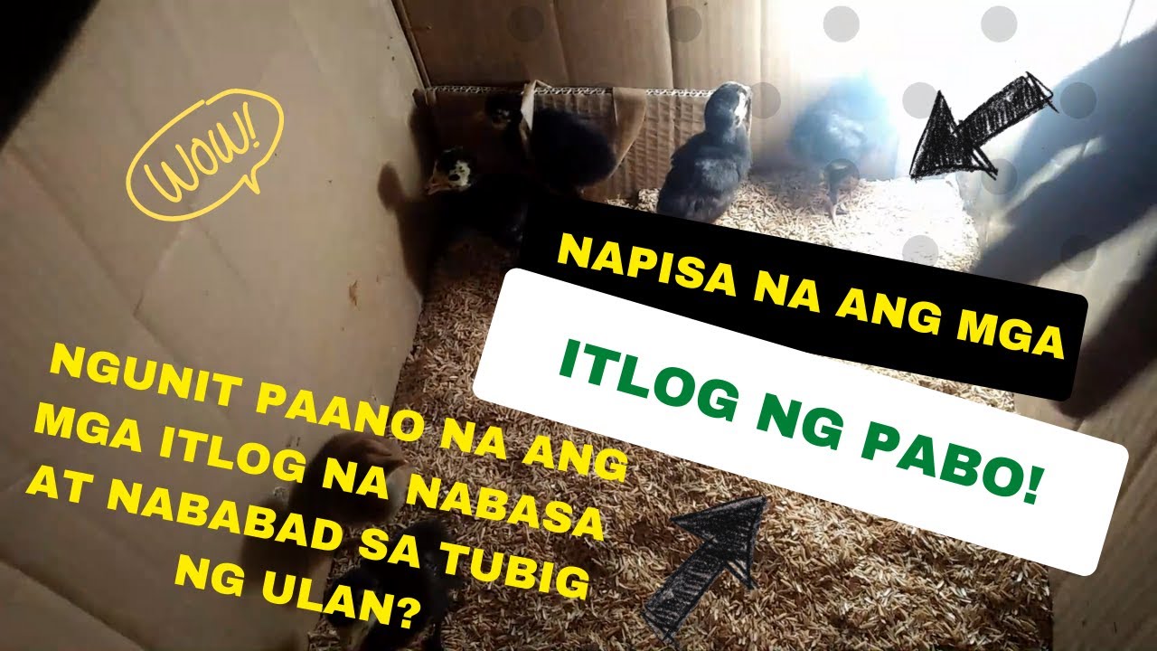 Update sa Mga Itlog ng Pabo na Nabasa sa Ulan - YouTube
