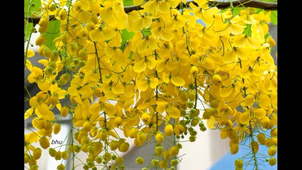 Konnappo Niramulla... - YouTube