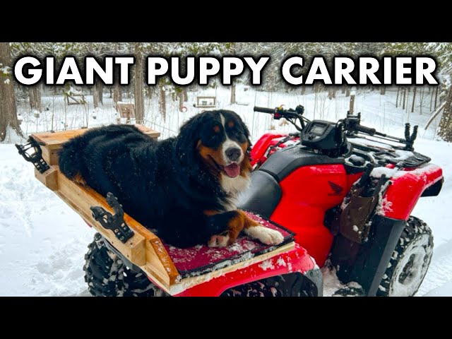 Atv Dog Carrier