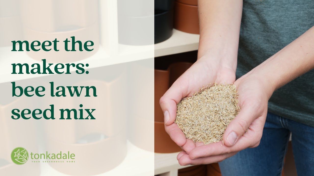 Meet the Makers Bee Lawn Seed Mix - YouTube